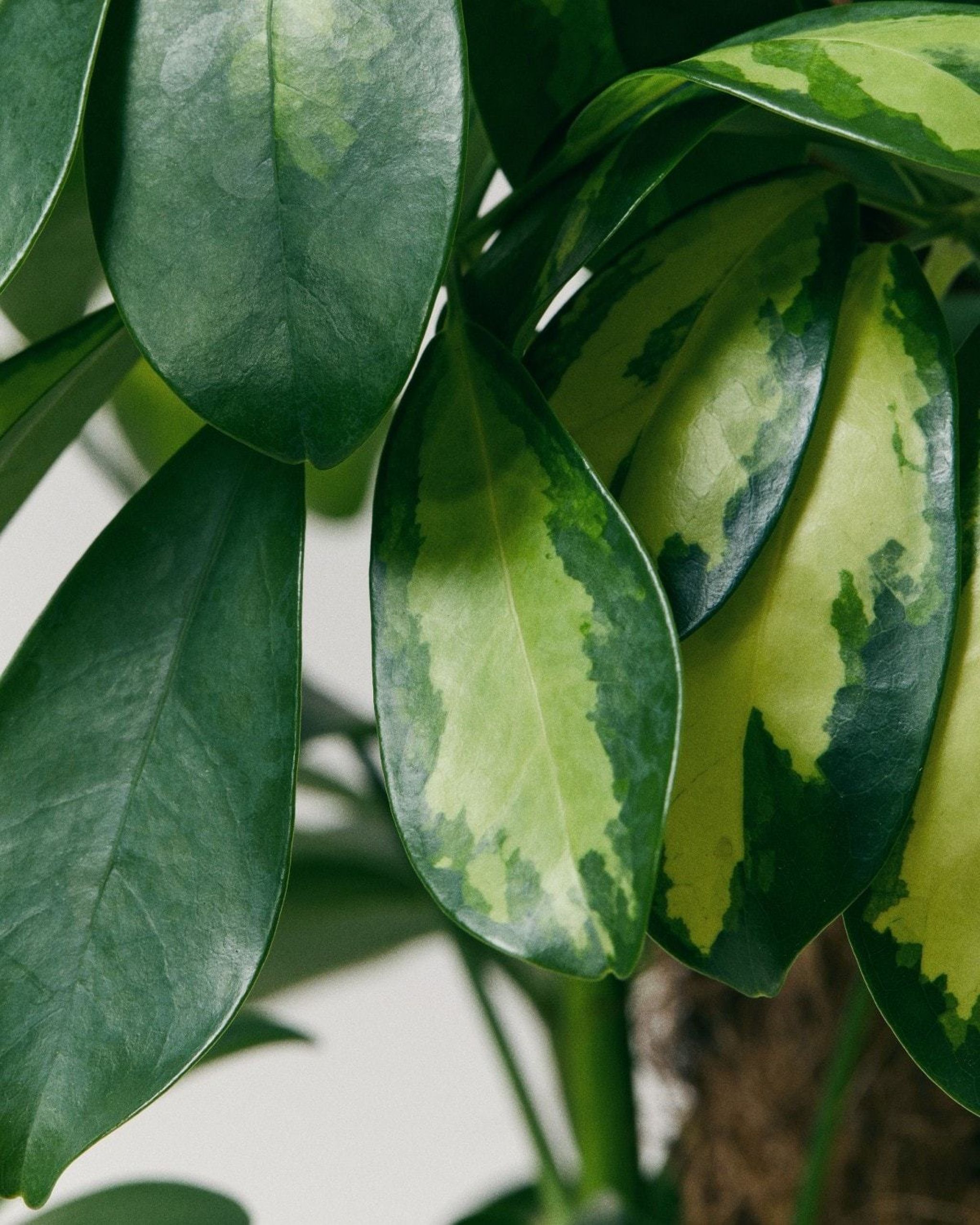 Umbrella Tree | Schefflera Arboricola | The Stem