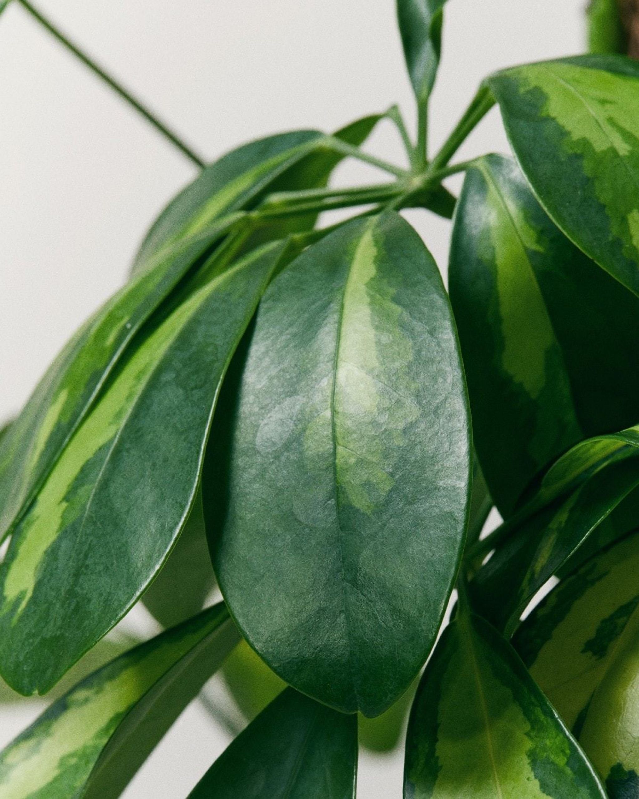 Umbrella Tree | Schefflera Arboricola | The Stem