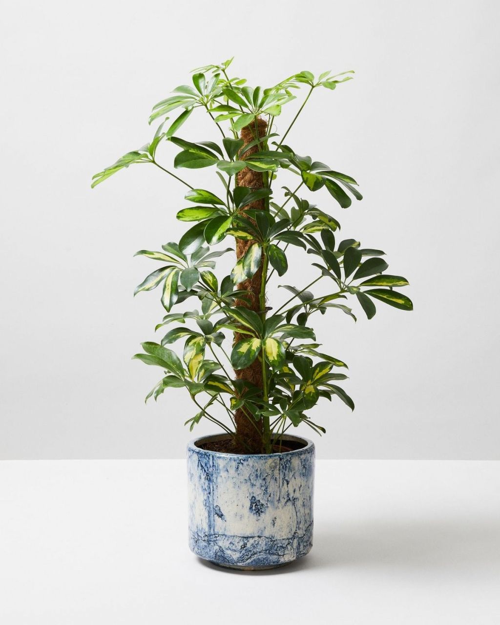 Umbrella Tree | Schefflera Arboricola | The Stem