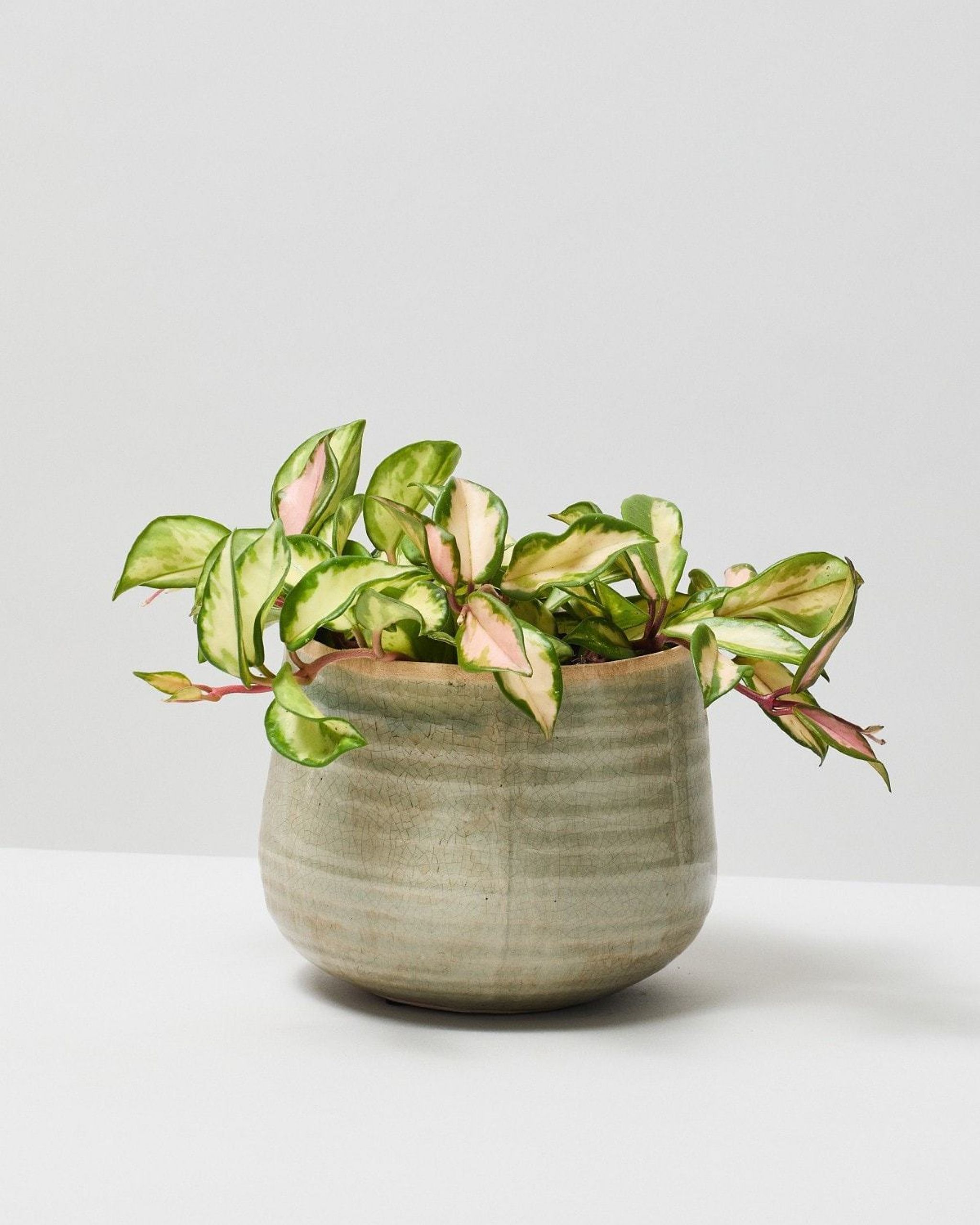 Wax Plant | Hoya Carnosa Tricolor | The Stem