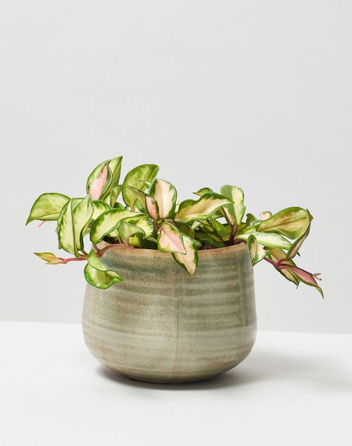 Short Plants | Indoor Plants | The Stem