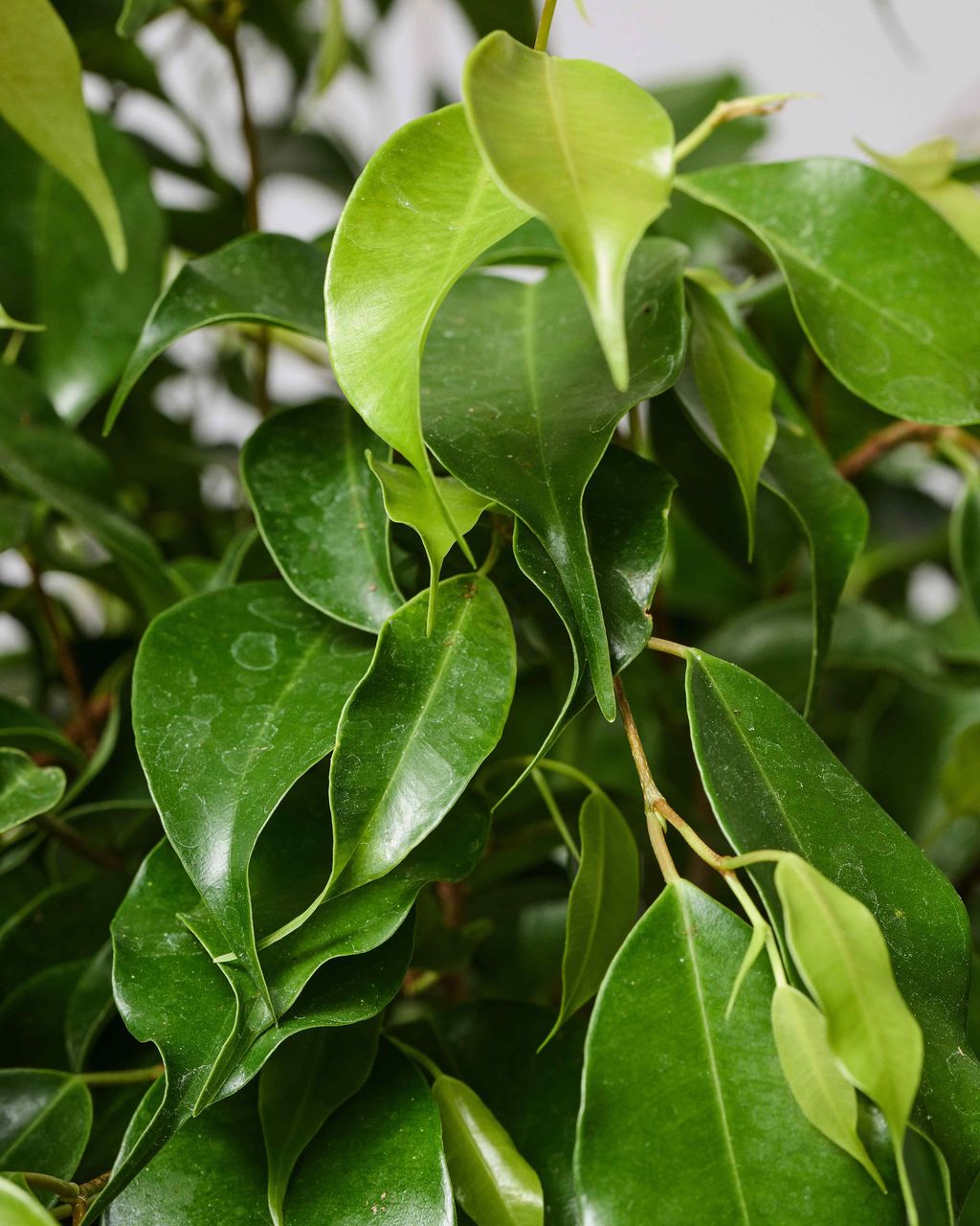 Ficus Benjamina Exotica | Braided Weeping Fig | The Stem