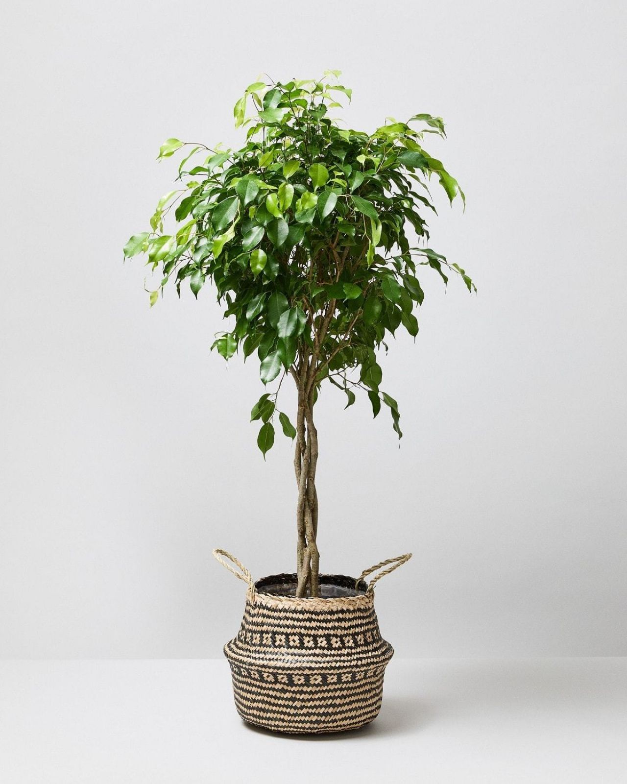 Ficus Benjamina Exotica | Braided Weeping Fig | The Stem