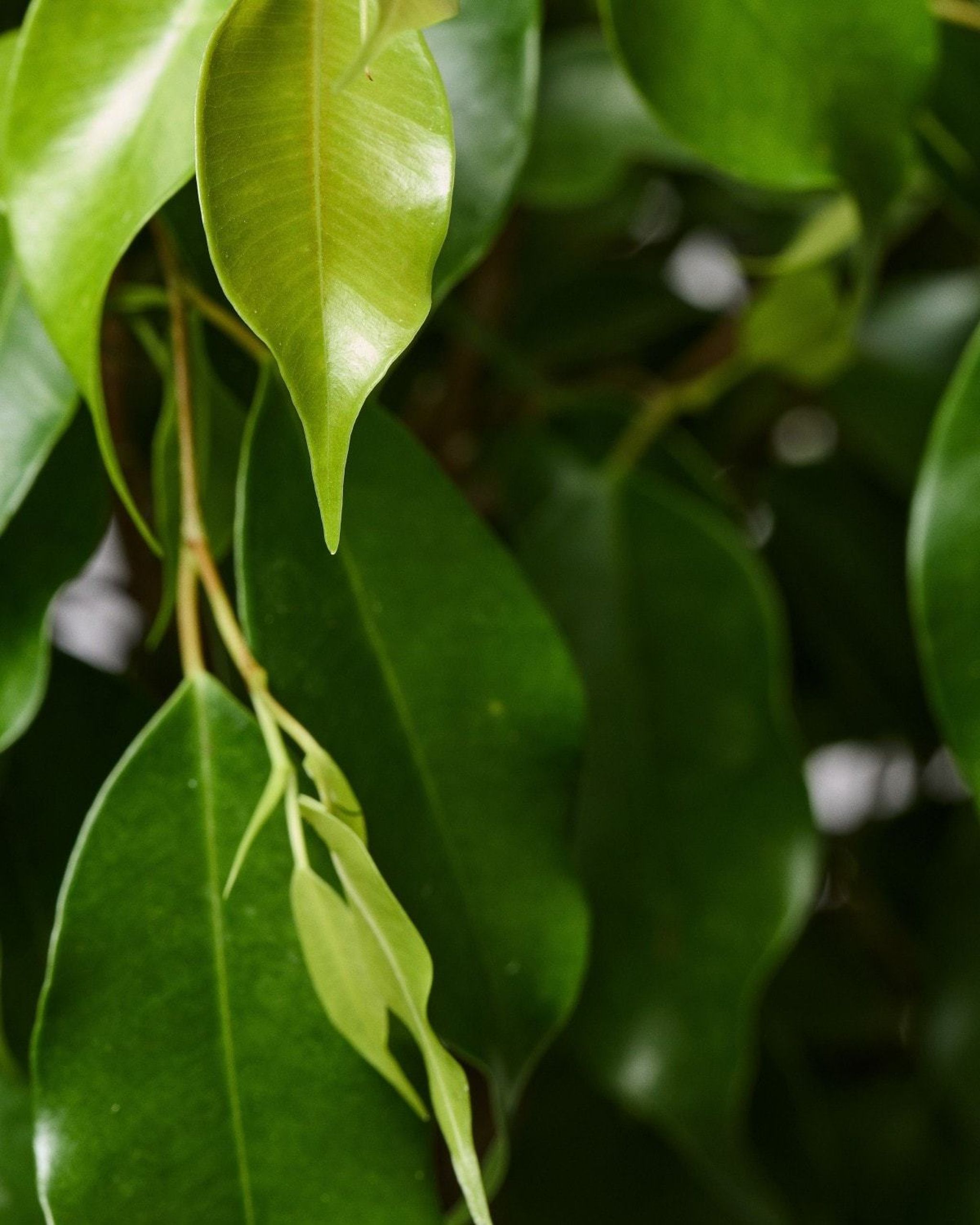 Ficus Benjamina Exotica | Braided Weeping Fig | The Stem