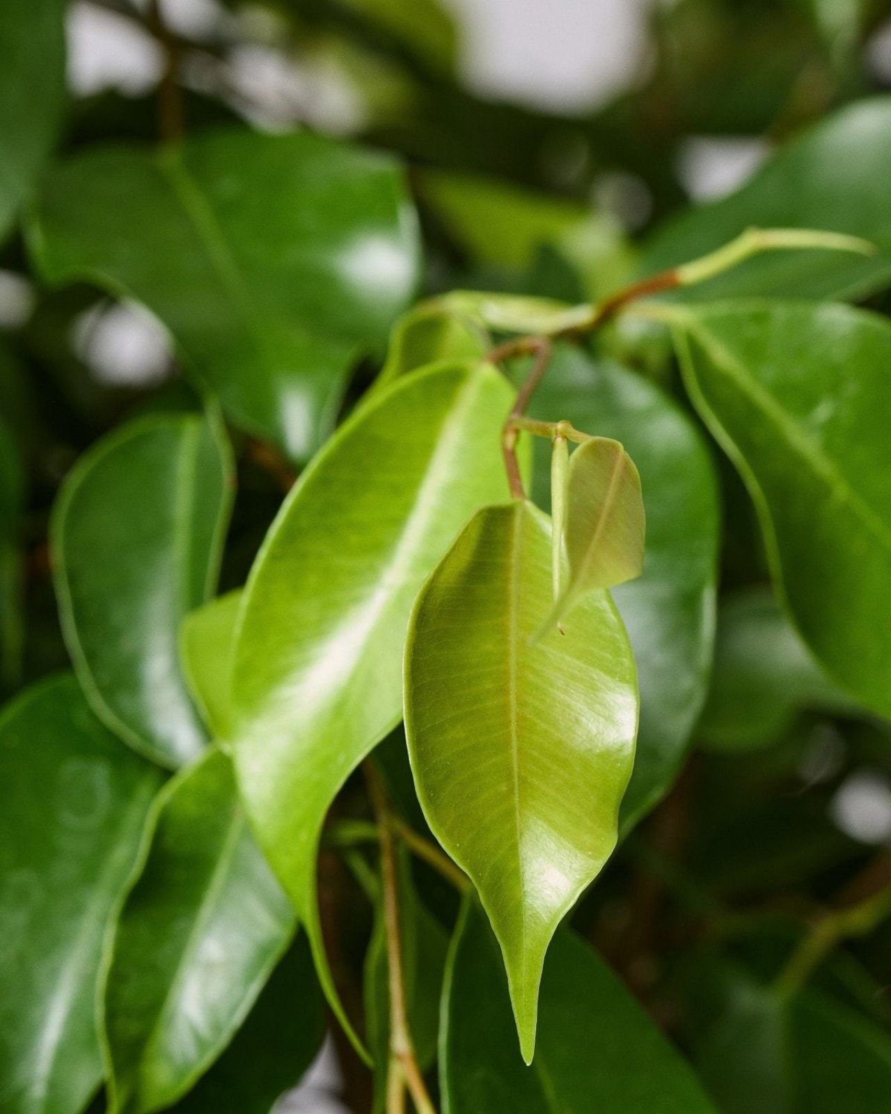 Ficus Benjamina Exotica | Braided Weeping Fig | The Stem