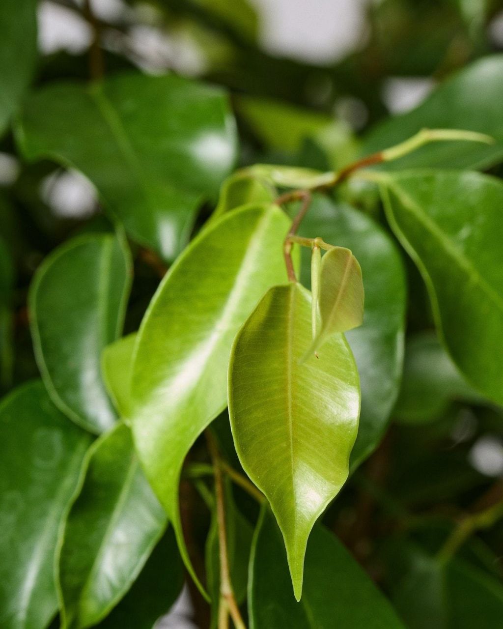 Ficus Benjamina Exotica | Braided Weeping Fig | The Stem