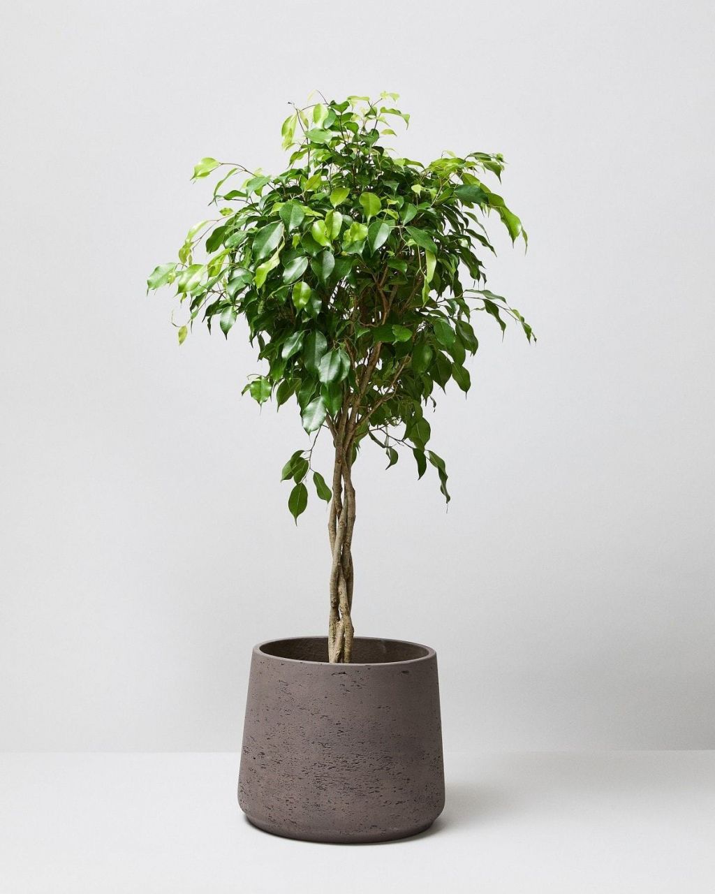 Ficus Benjamina Exotica | Braided Weeping Fig | The Stem