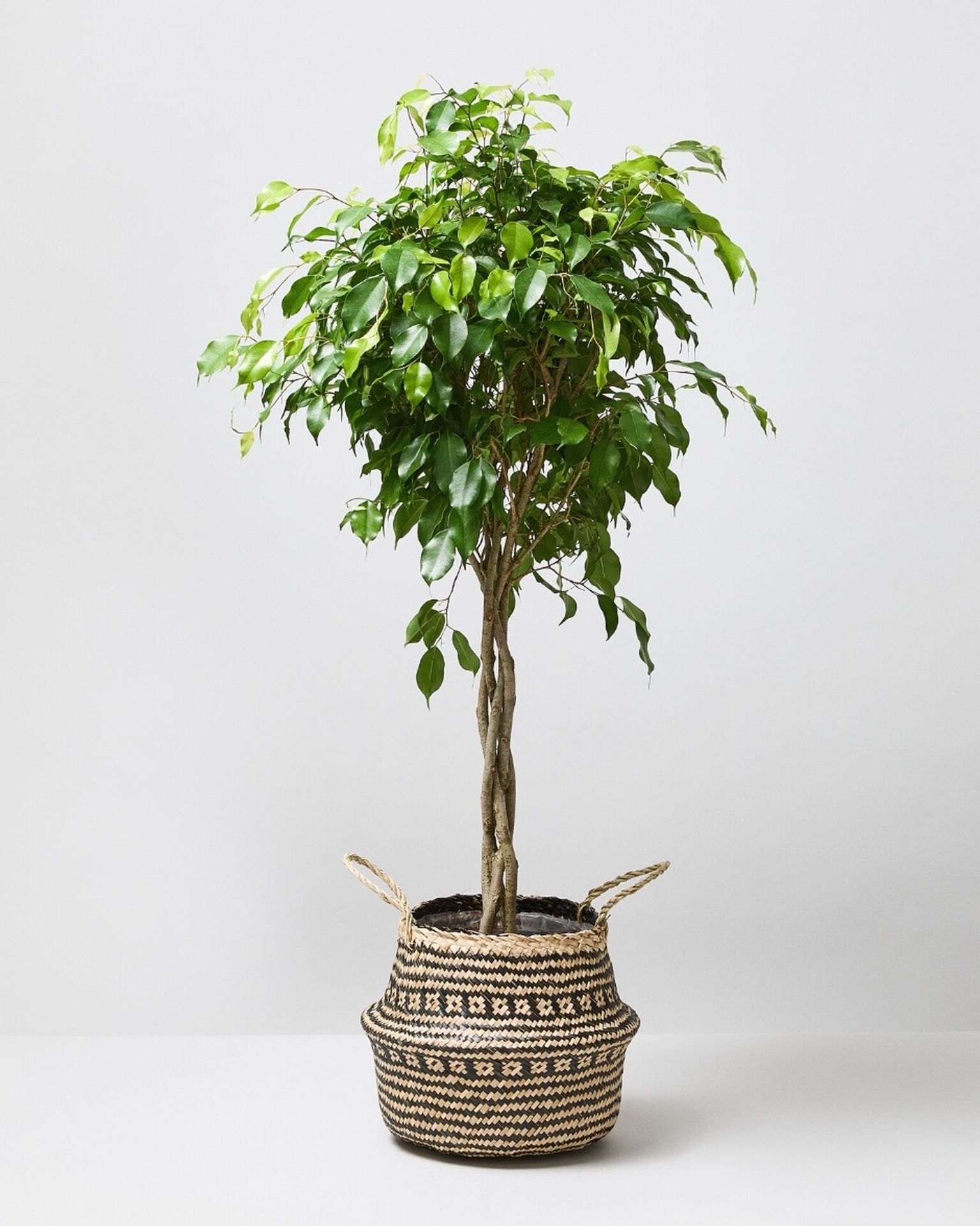 Ficus Benjamina Exotica | Braided Weeping Fig | The Stem
