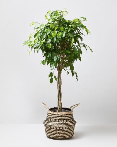 Ficus Benjamina Exotica | Braided Weeping Fig | The Stem