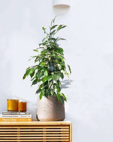Weeping Fig | Ficus Benjamina | The Stem