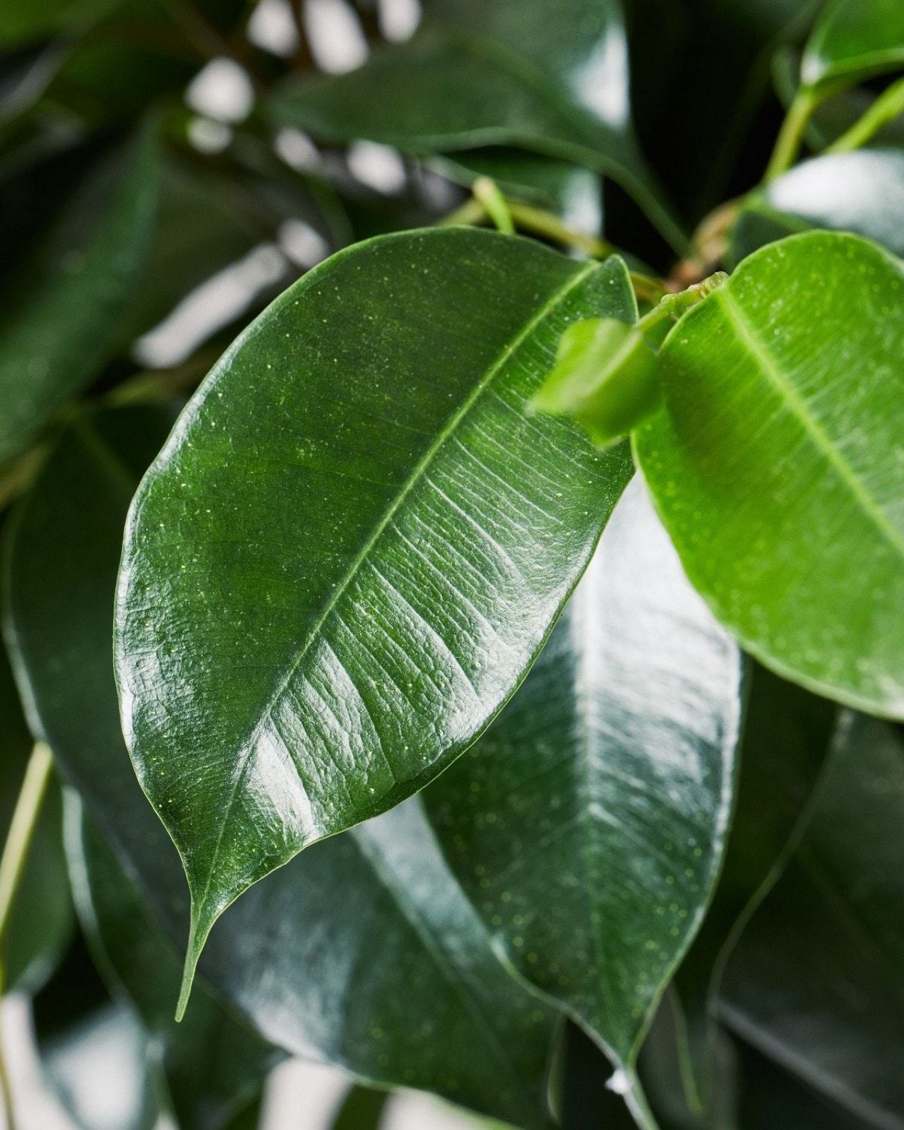 Weeping Fig | Ficus Benjamina | The Stem