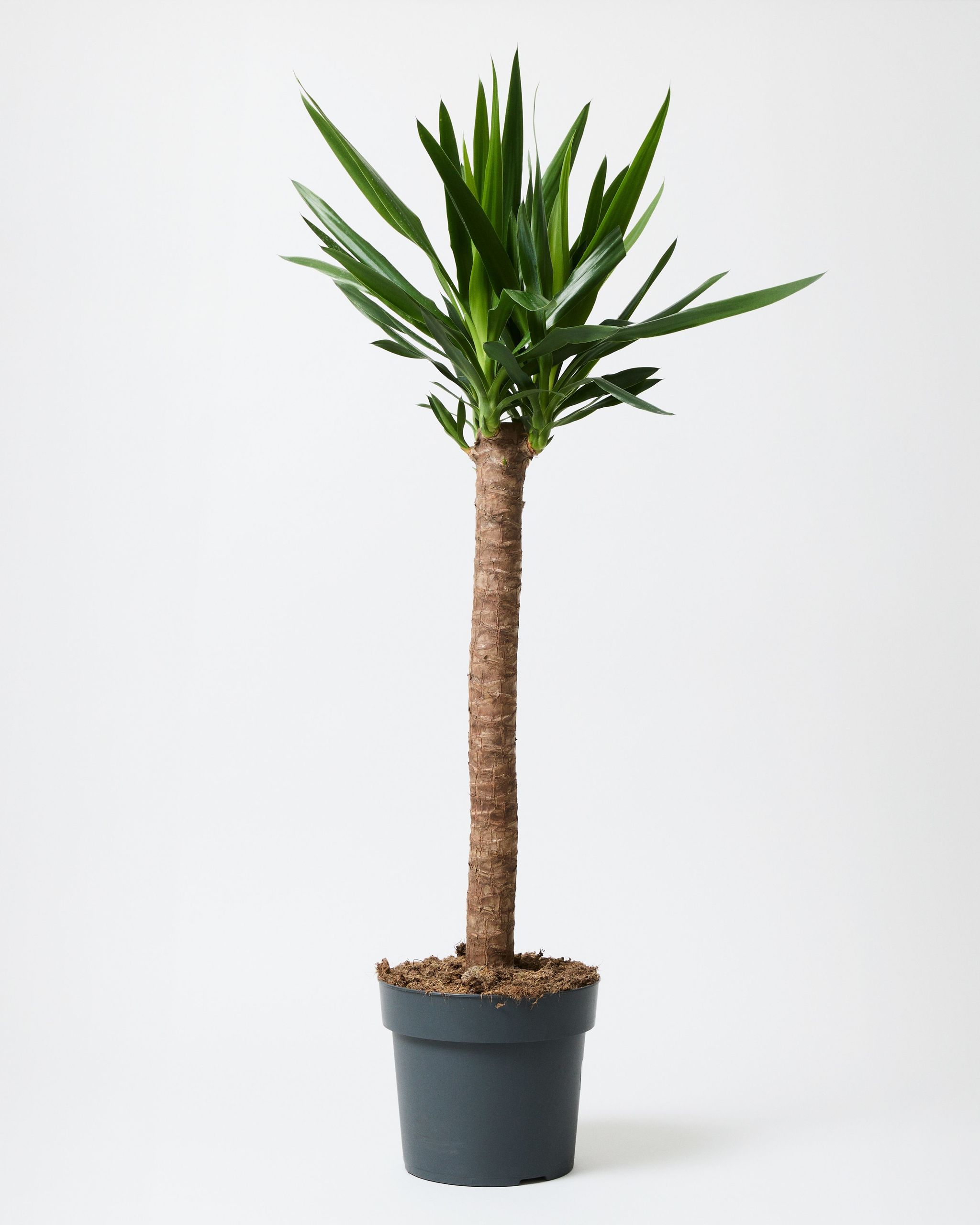 Yucca Elephantipes | The Stem | Plant Delivery London | The Stem