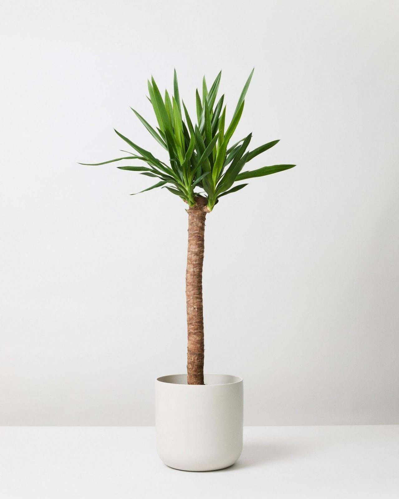 Yucca Elephantipes | Indoor Plant Delivery | The Stem