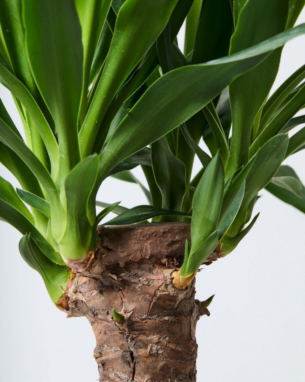 Yucca Elephantipes | Indoor Plant Delivery | The Stem