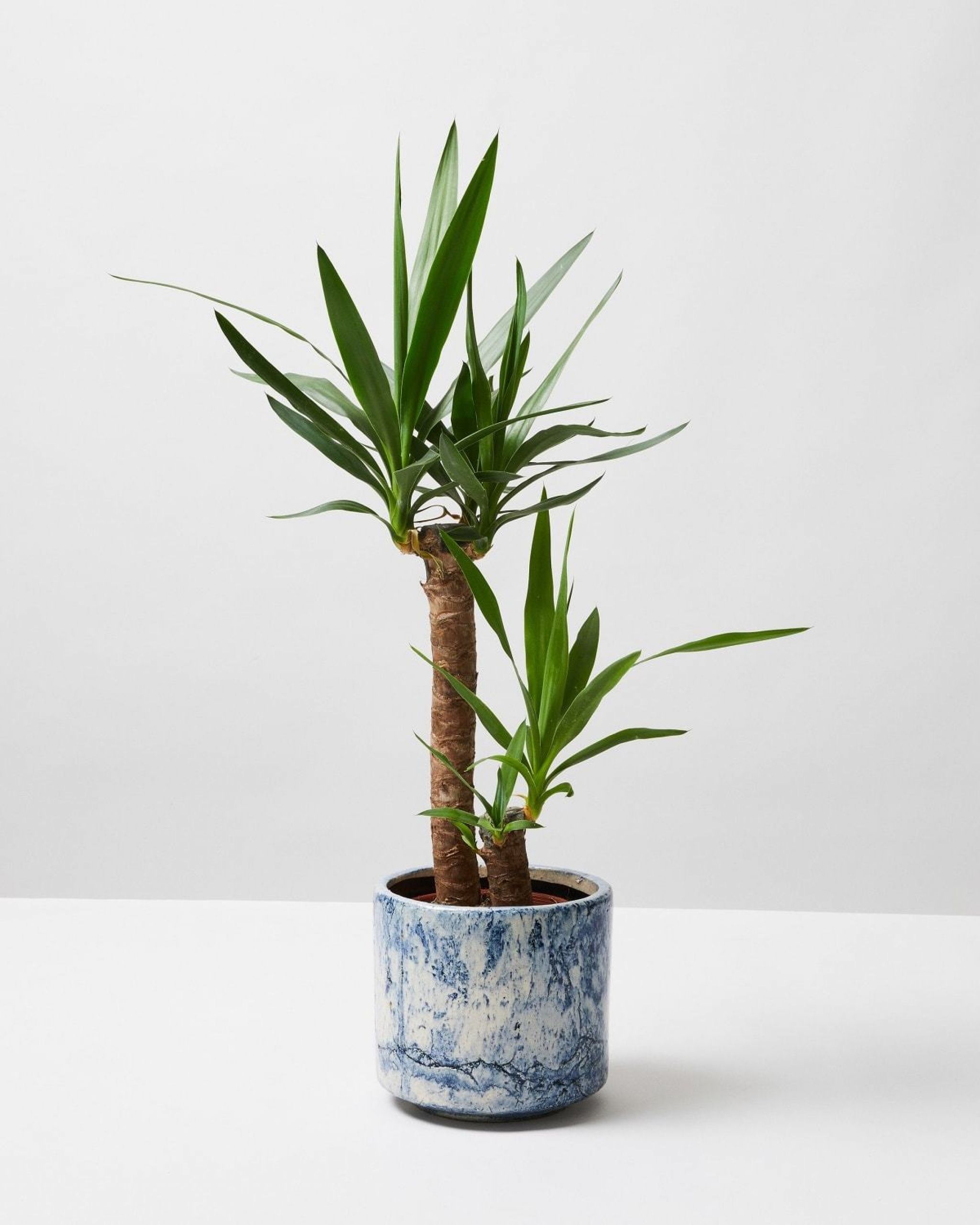 Yucca Elephantipes | Indoor Plant Delivery | The Stem