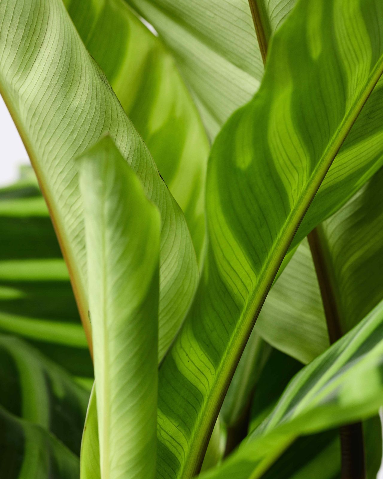 Zebra Plant | Calathea Zebra | The Stem