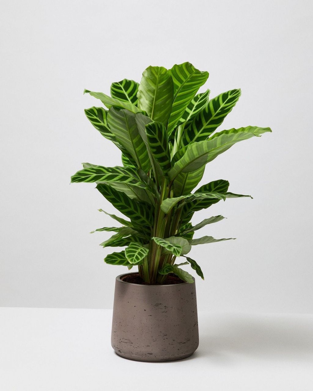 Zebra Plant | Calathea Zebra | The Stem