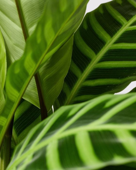 Zebra Plant | Calathea Zebra | The Stem