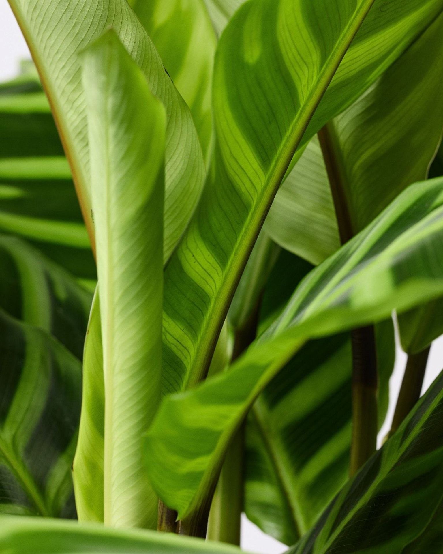 Zebra Plant | Calathea Zebra | The Stem