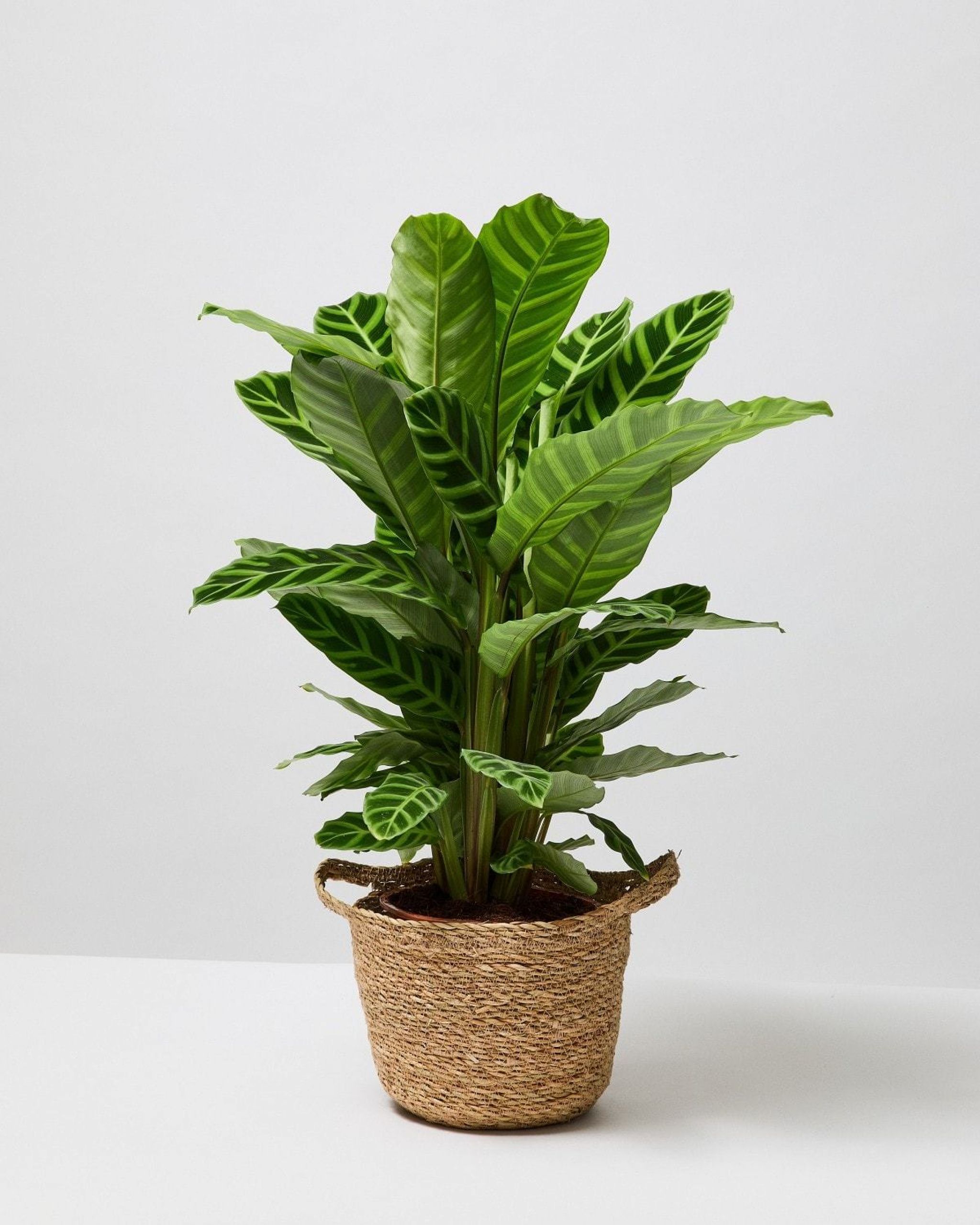 Zebra Plant | Calathea Zebra | The Stem